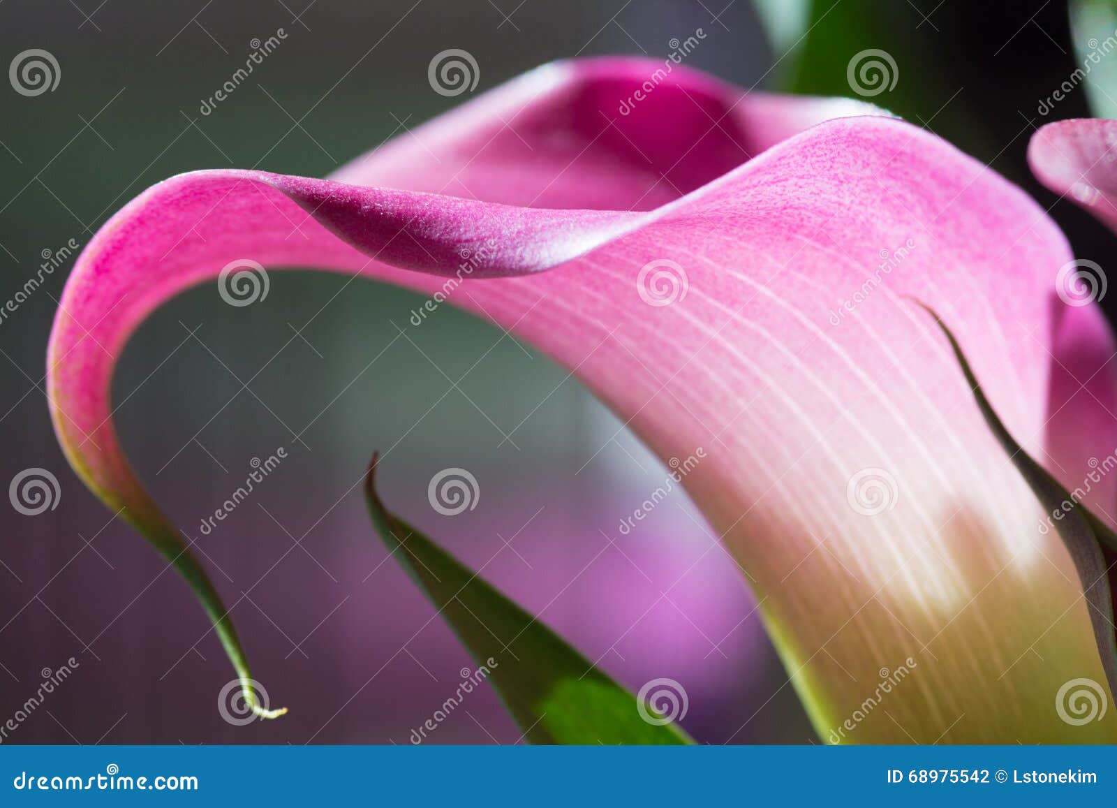 Calla Lily Closeup stock photo. Image of side, view, colored - 68975542