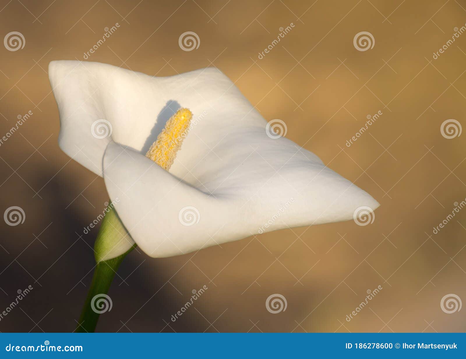 Calla Lily Flower. Large White Flower on a Soft Background Stock Photo ...
