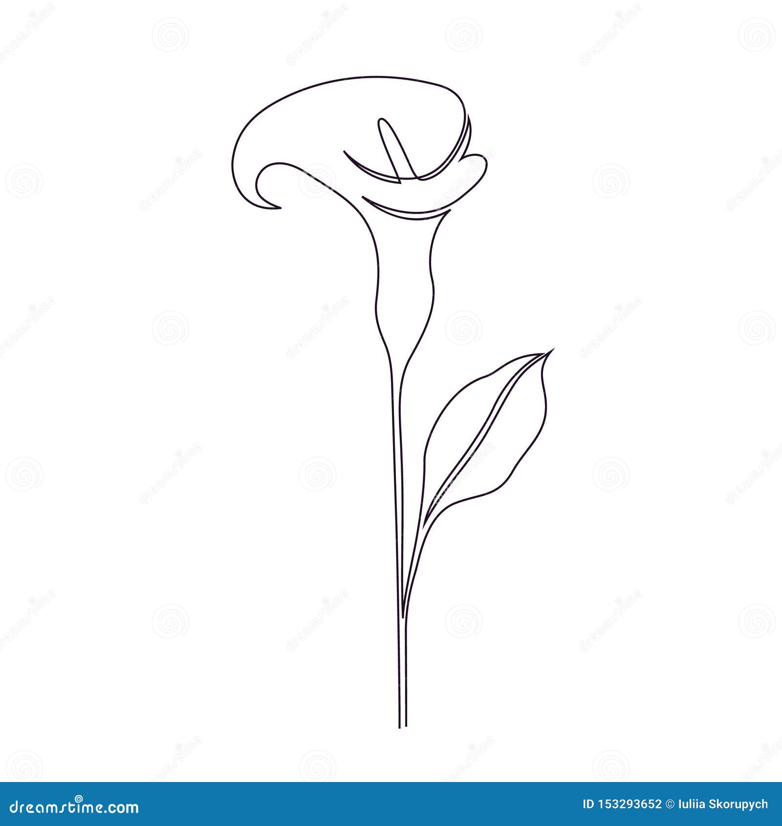 Drawings Of Calla Lilies