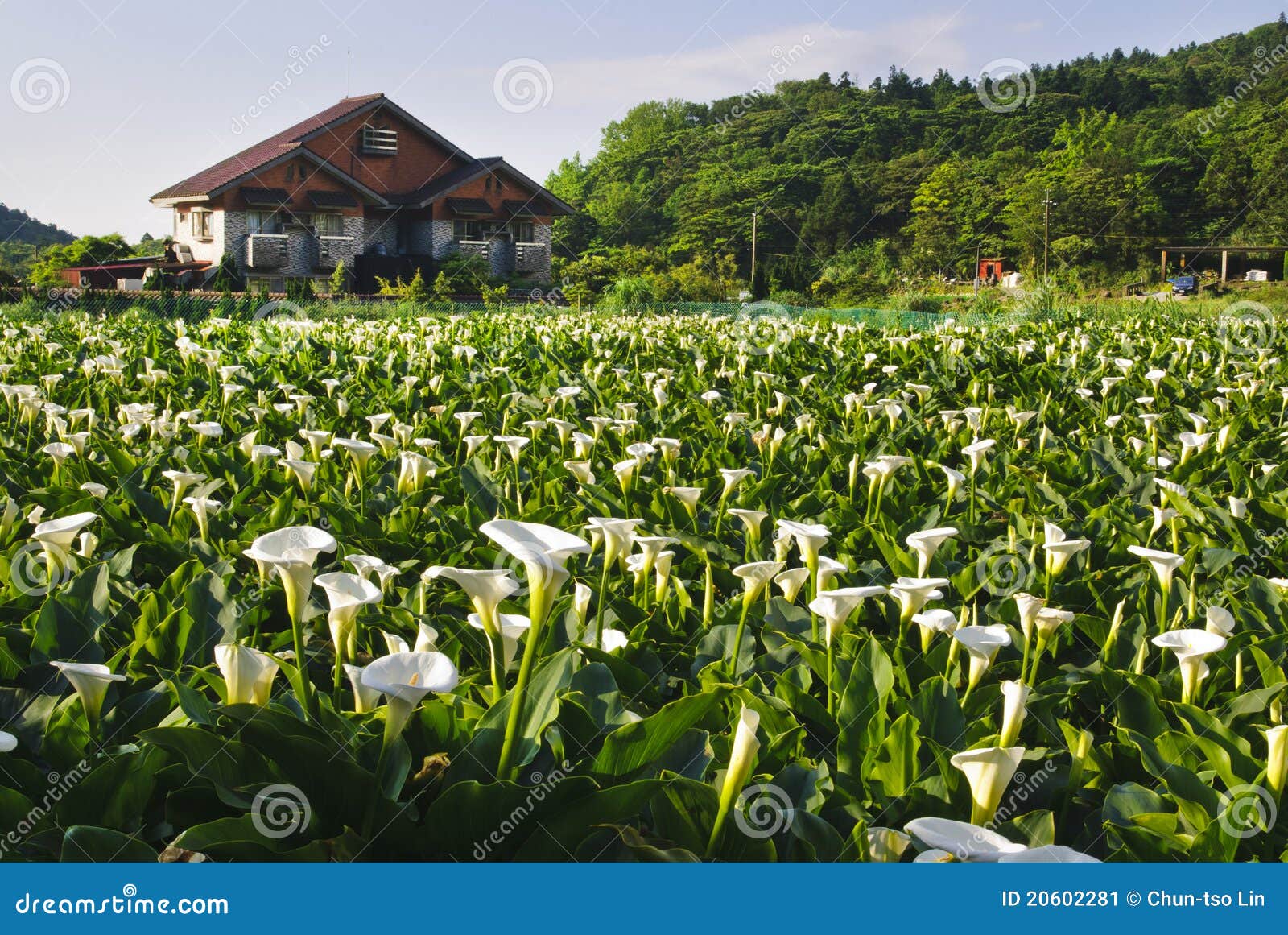 Calla lily garden stock image. Image of leaf, marriage - 20602281