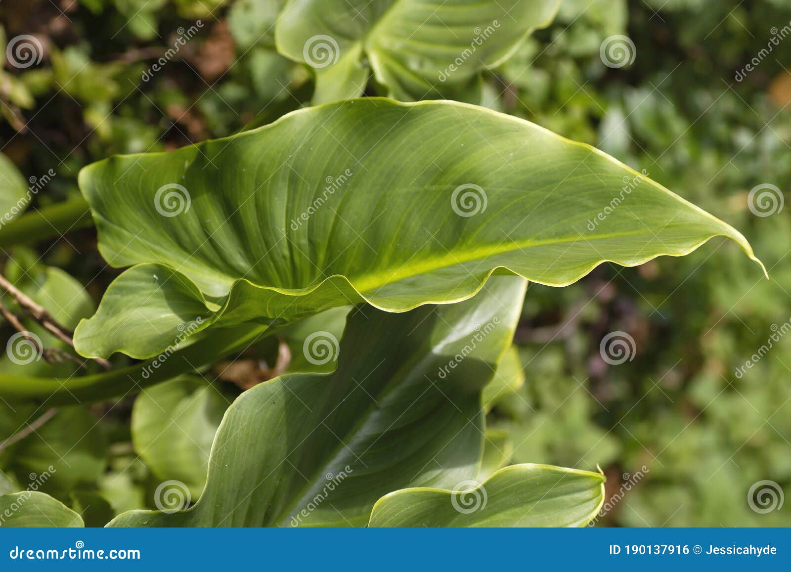 Calla lily green leaf stock photo. Image of zantedeschia - 190137916