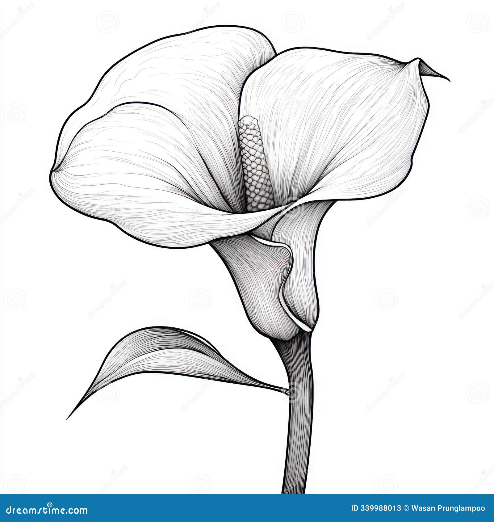 A Calla Lily, Line Pattern, Black and White Artwork Style. Coloring ...