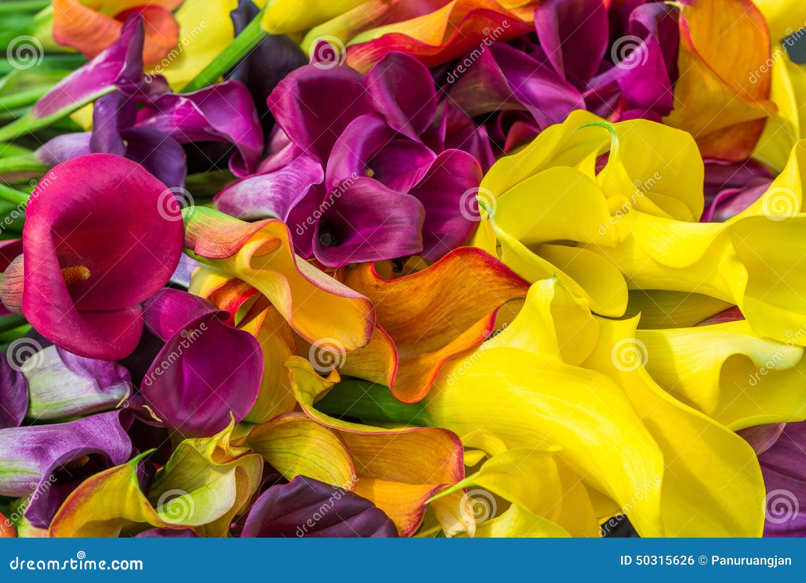 Calla lily stock photo. Image of calla, spring, group - 50315626