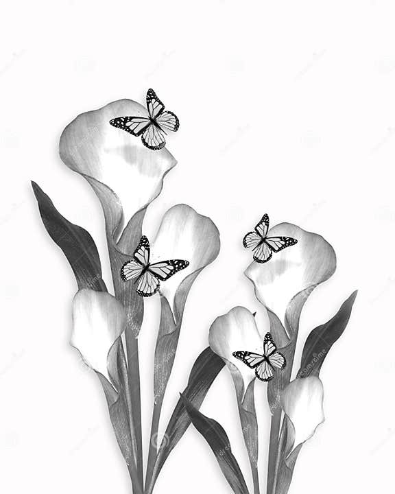 Calla Lily Pencil Sketch Drawing Stock Illustration - Illustration of ...