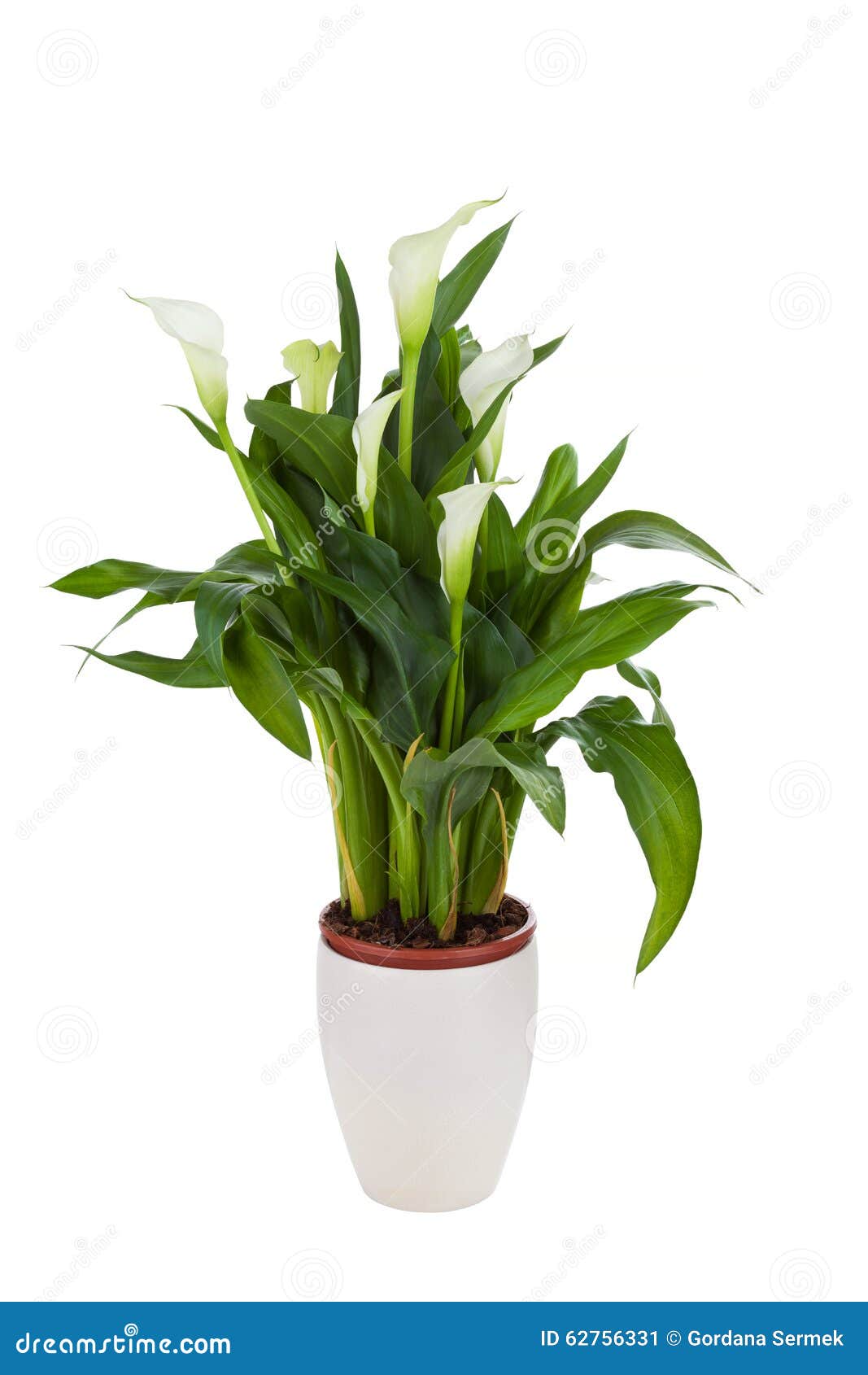 Calla lily in a pot stock image. Image of bright, calalilies - 62756331