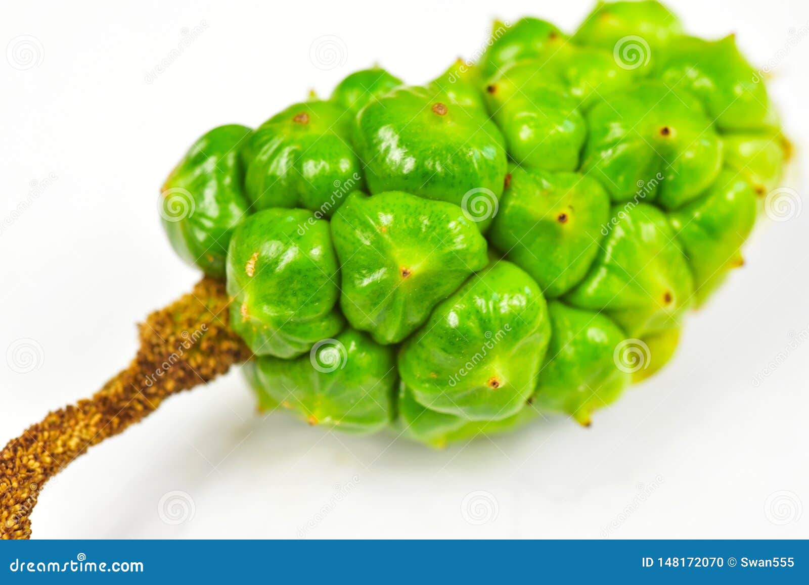 Calla lily seed pod stock photo. Image of beautiful - 148172070