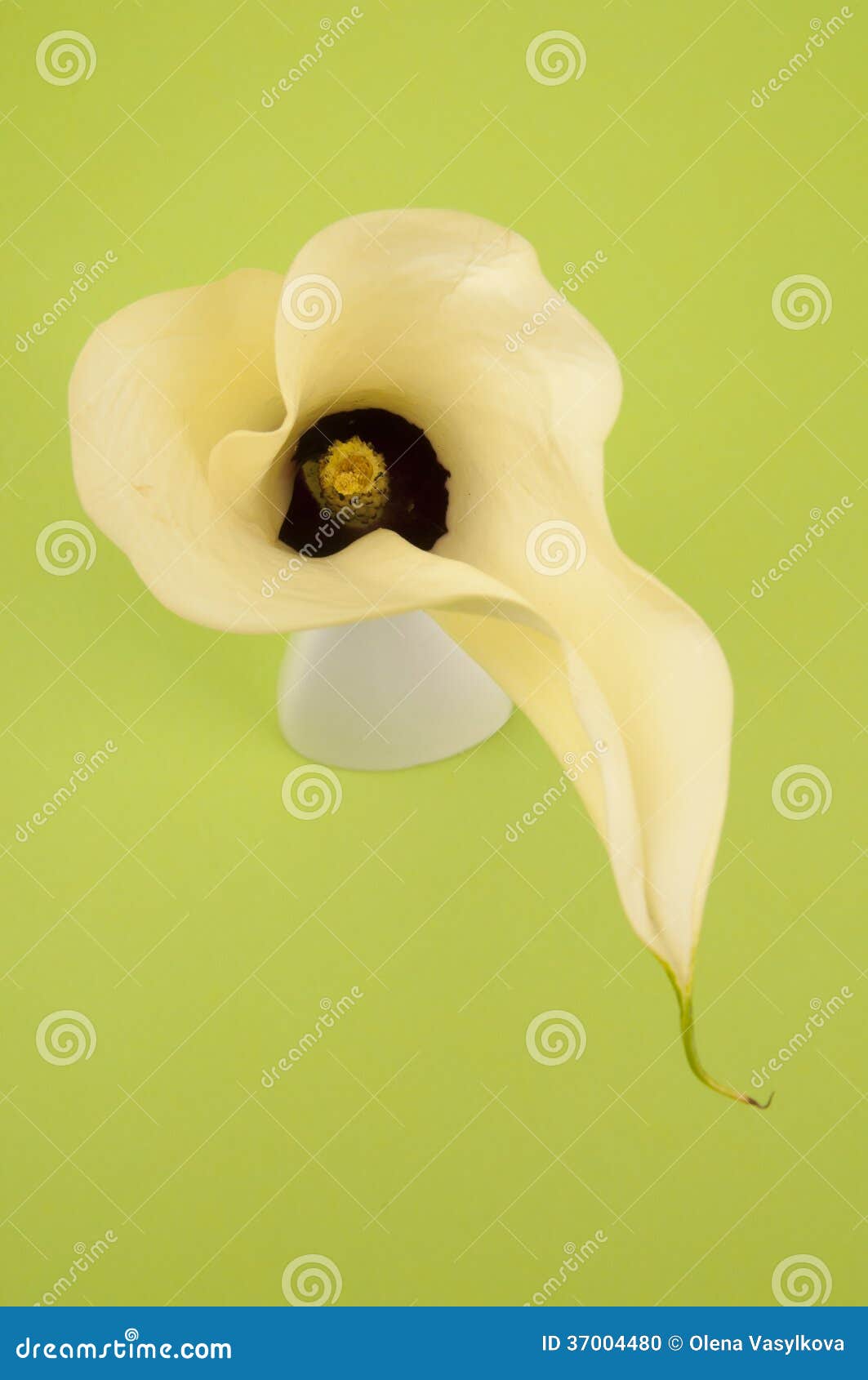 Calla lily in vase stock photo. Image of marriage, botanical - 37004480