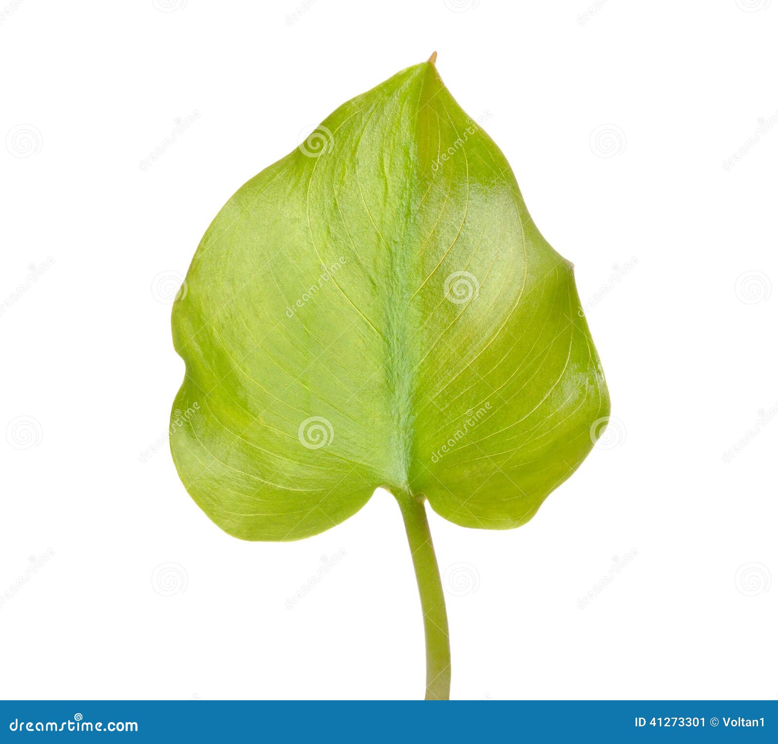 Calla Palustris Royalty-Free Stock Image | CartoonDealer.com #26380996