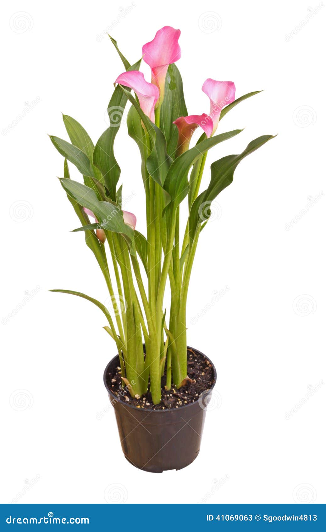 Calla Rosa Conservata in Vaso Isolata Su Bianco Immagine Stock ...
