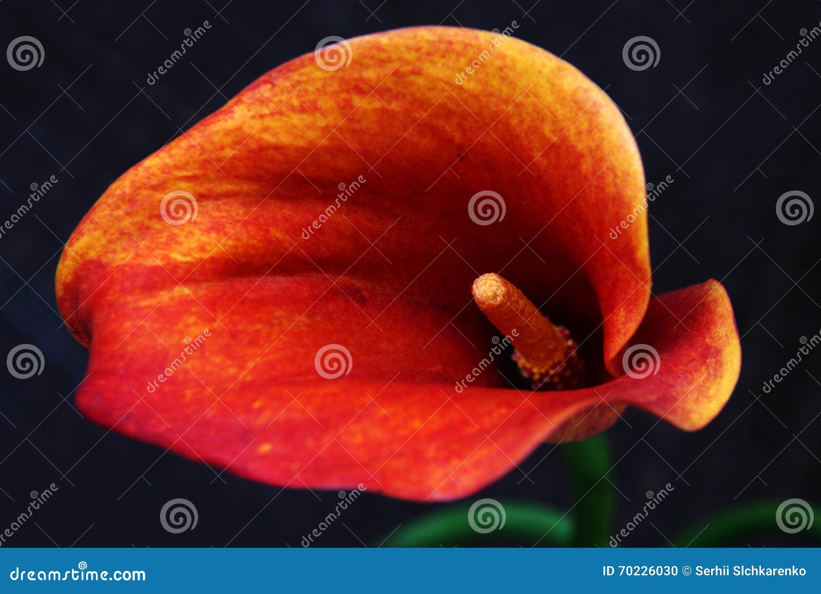 Calla Rossa Lilly Sopra Fondo Nero Fotografia Stock - Immagine di vita ...
