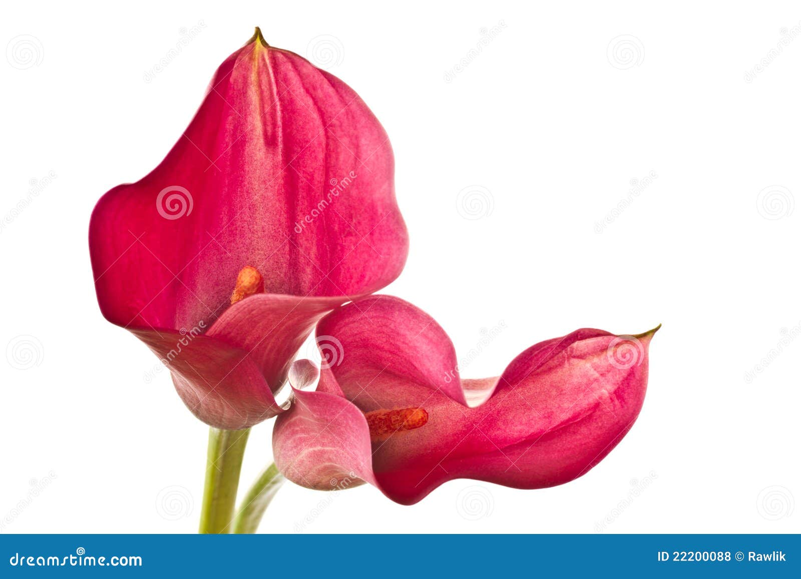 Calla rosso del fiore fotografia stock. Immagine di colore - 22200088
