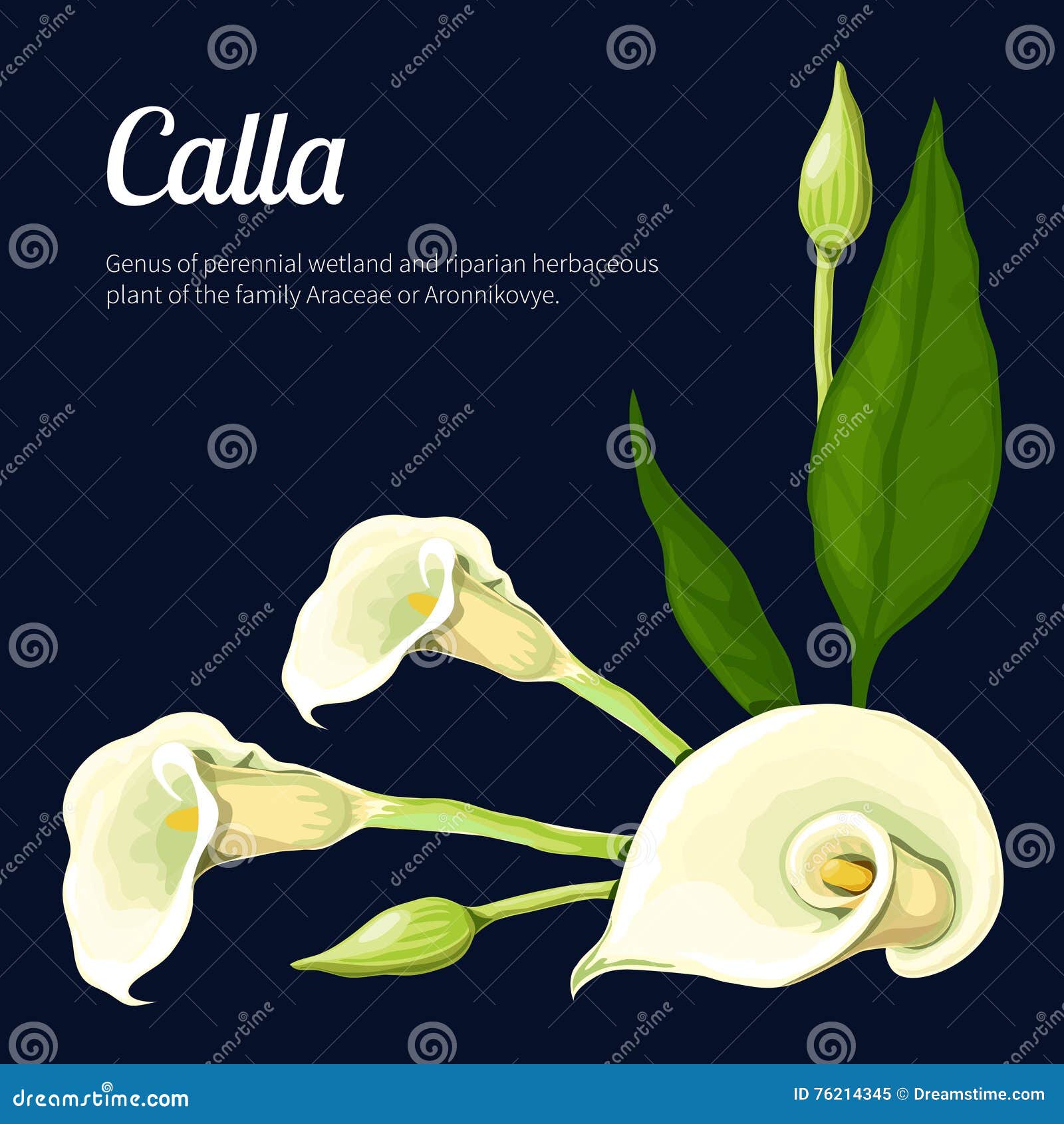 Calla stock illustration. Illustration of truncation - 76214345