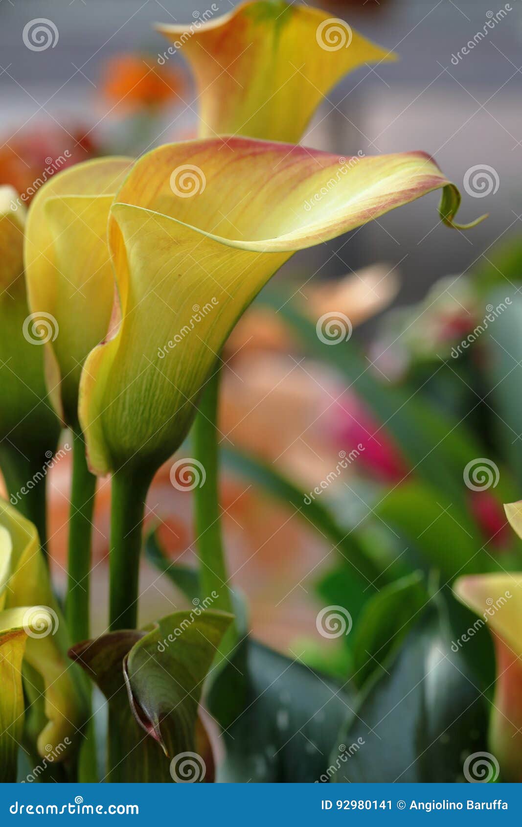 Calla zantedeschia stock afbeelding. Image of lelie, decoratief - 92980141