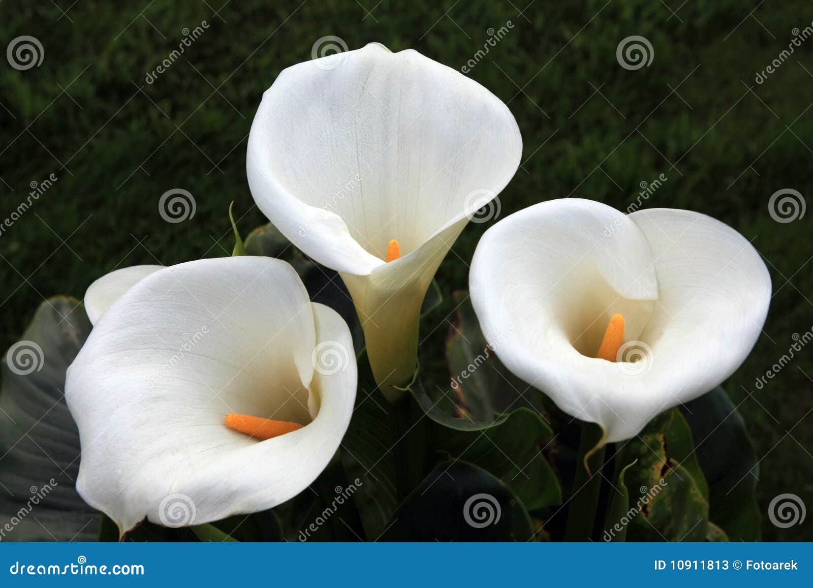 Callas flowers stock image. Image of bloom, full, spring - 10911813