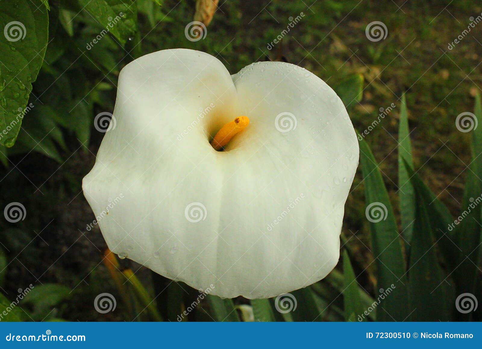 Calle flower in the garden stock photo. Image of flowers - 72300510