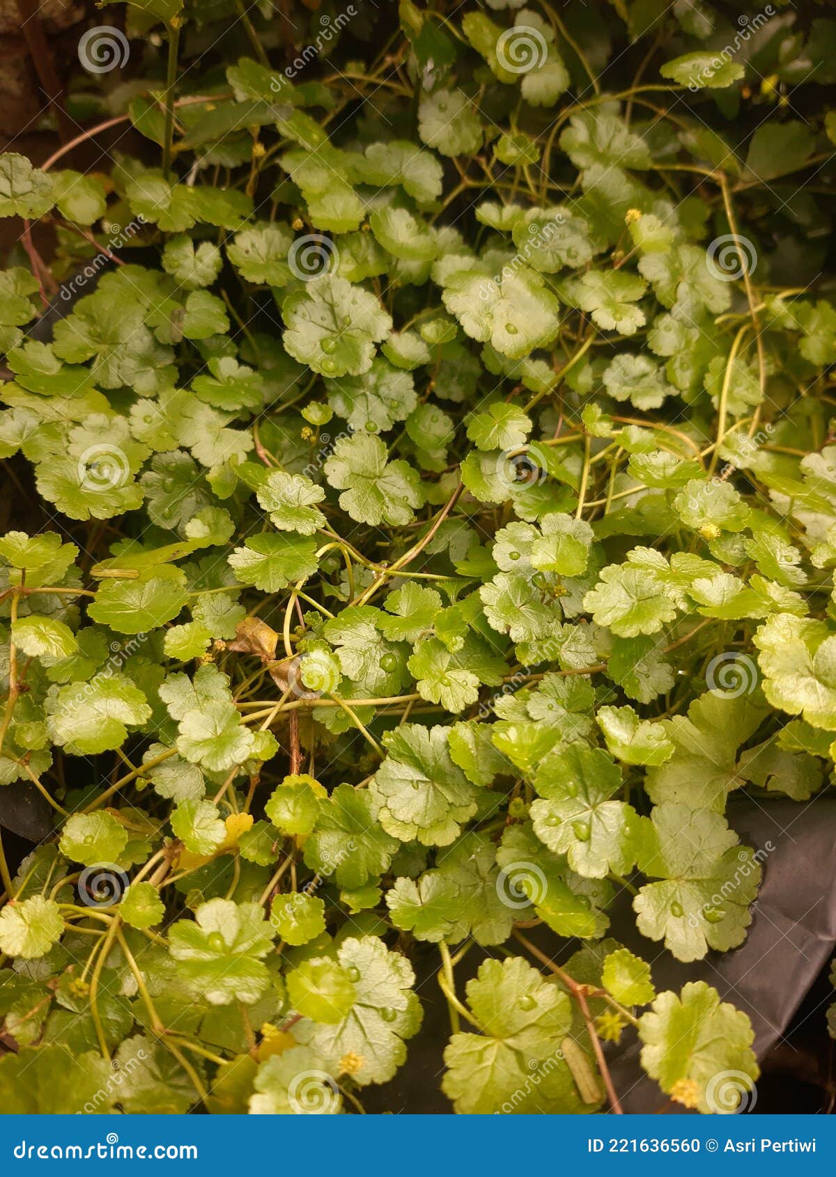 It Called Antanan in Sundanese Stock Photo - Image of called, produce ...