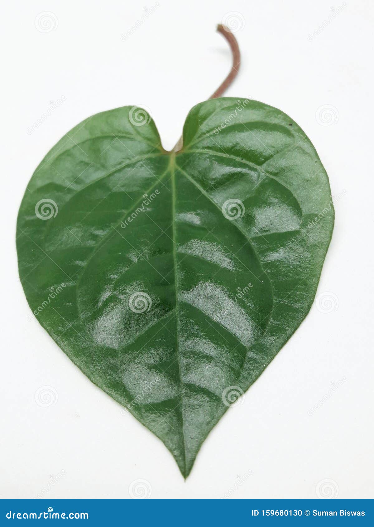 This is called battle leaf stock photo. Image of battleleaves - 159680130