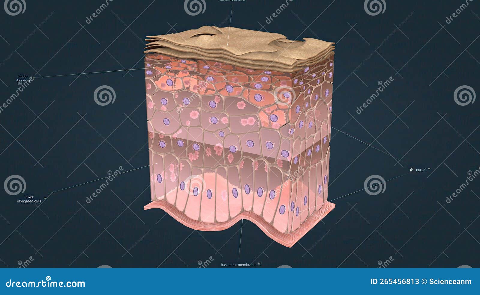 Keratinized Stratified Squamous is a Type of Stratified Epithelium that ...