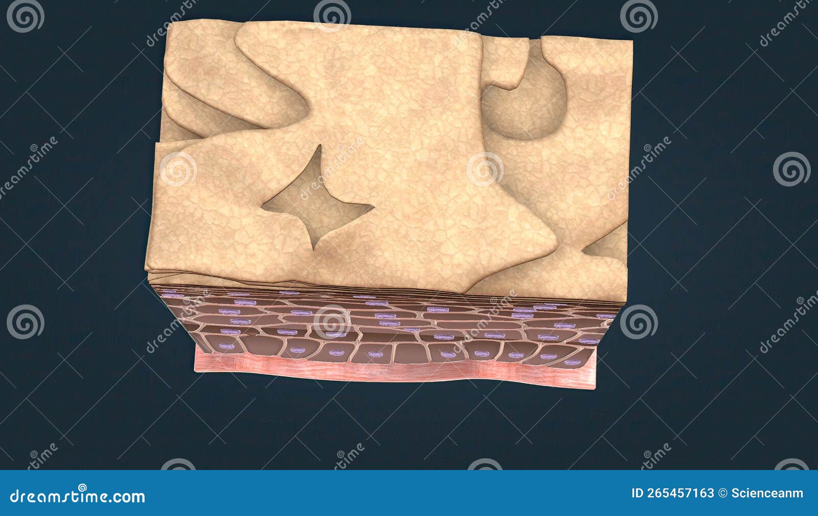 Keratinized Stratified Squamous is a Type of Stratified Epithelium that ...