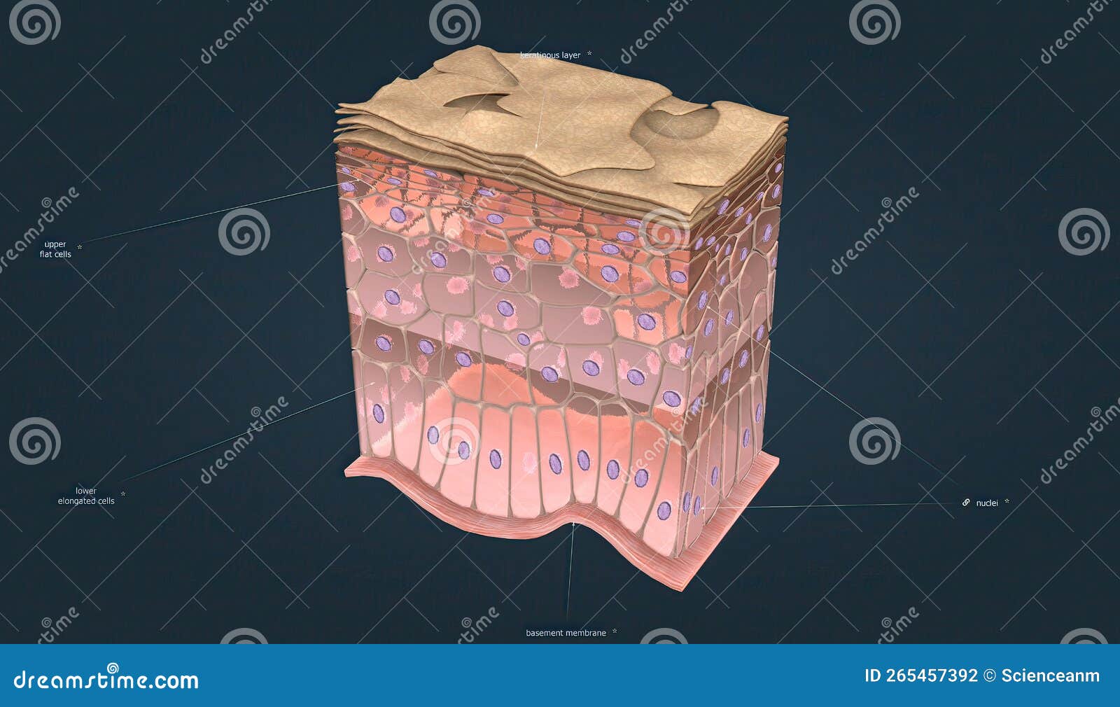 Keratinized Stratified Squamous is a Type of Stratified Epithelium that ...