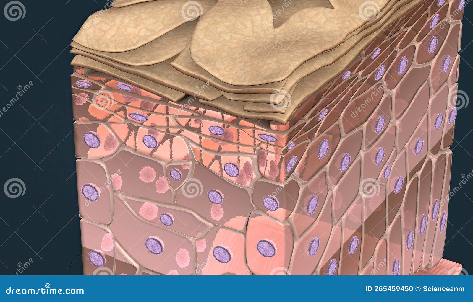Keratinized Stratified Squamous is a Type of Stratified Epithelium that Contains Numerous Layers ...