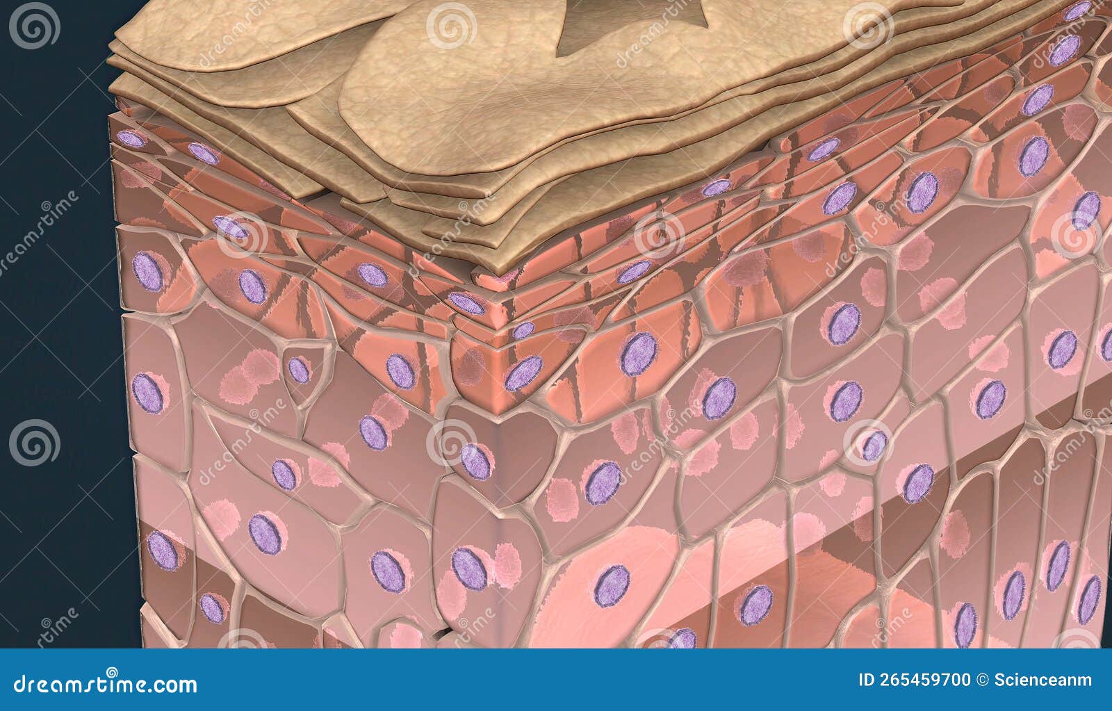 Keratinized Stratified Squamous is a Type of Stratified Epithelium that ...