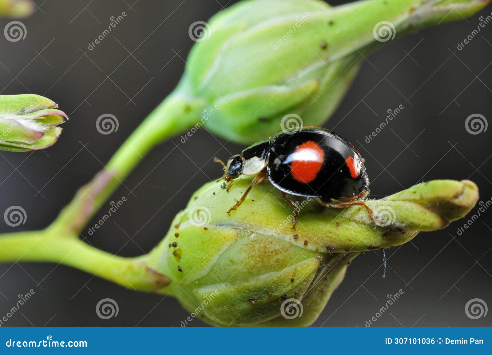 A called ladybug insects stock photo. Image of position - 307101036