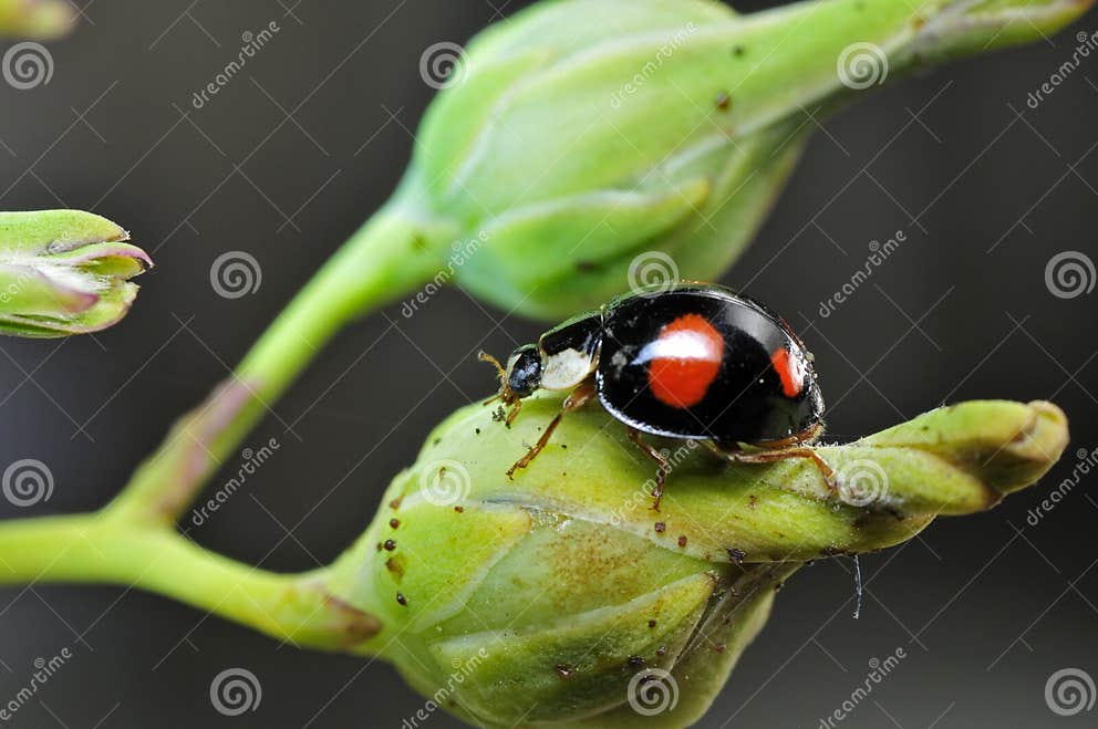 A called ladybug insects stock photo. Image of position - 307101036