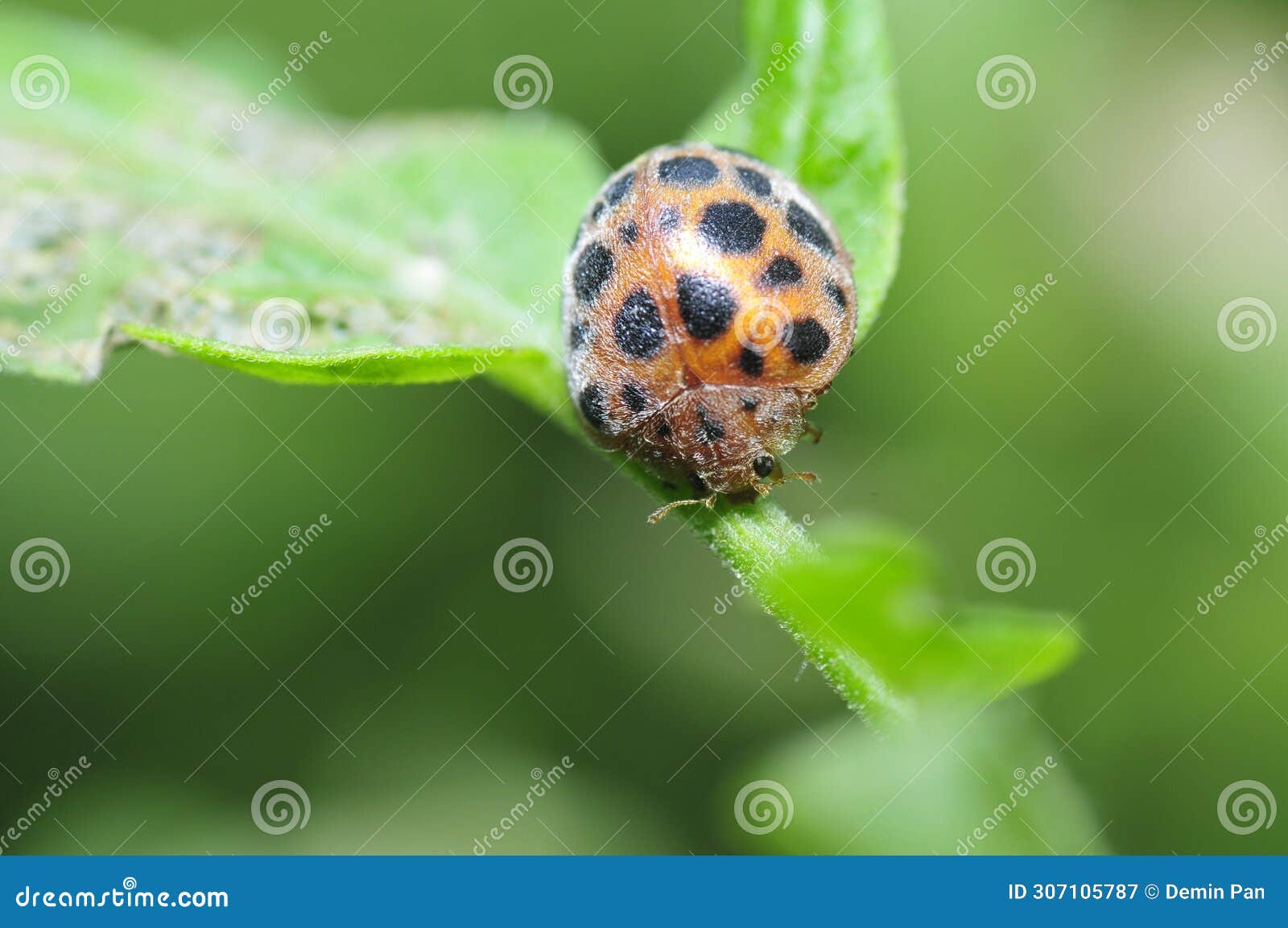 A called ladybug insects stock image. Image of light - 307105787