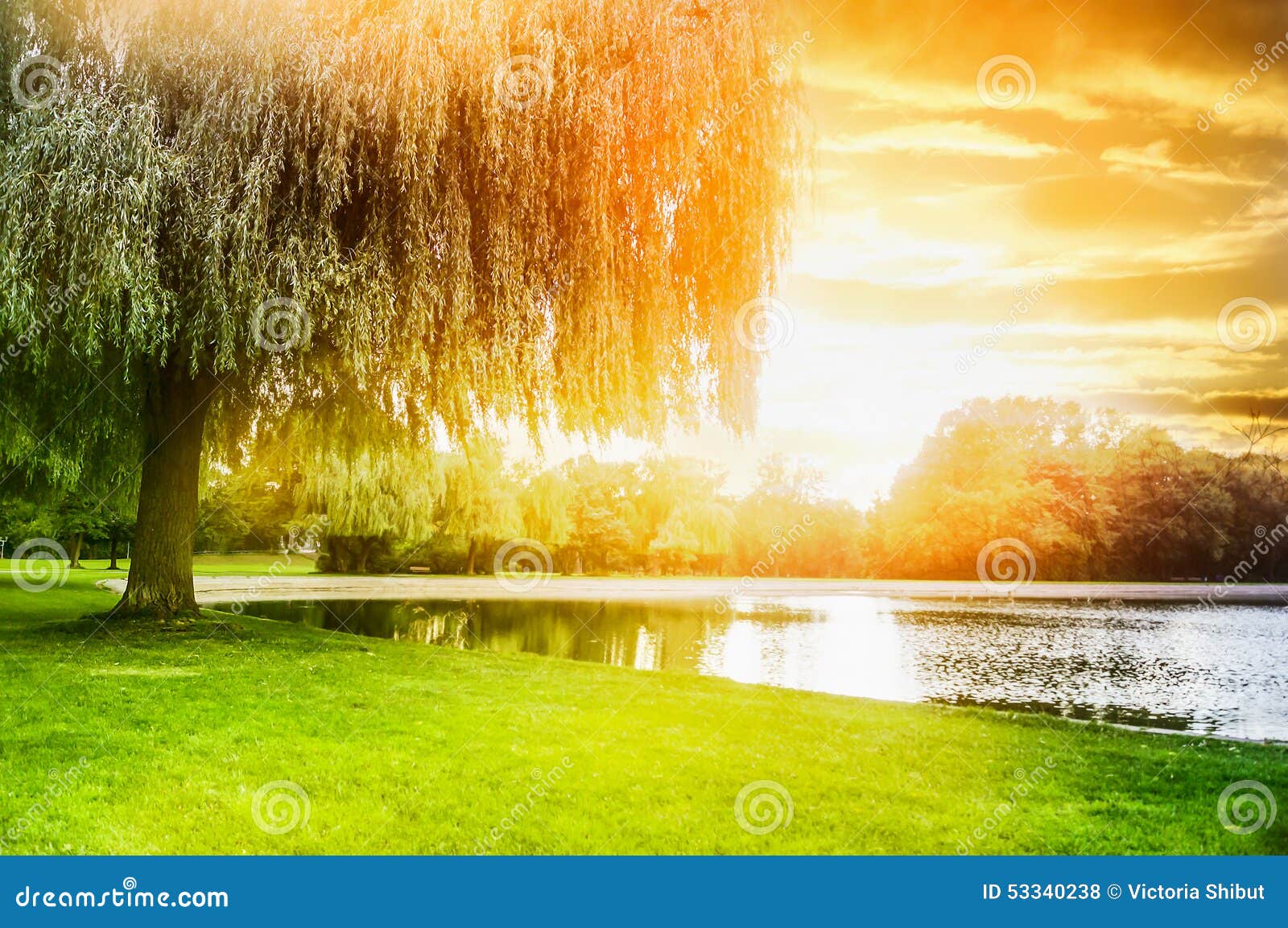 Called Sallow Tree on the Shore of the Pond in Sunset Light Stock Photo ...