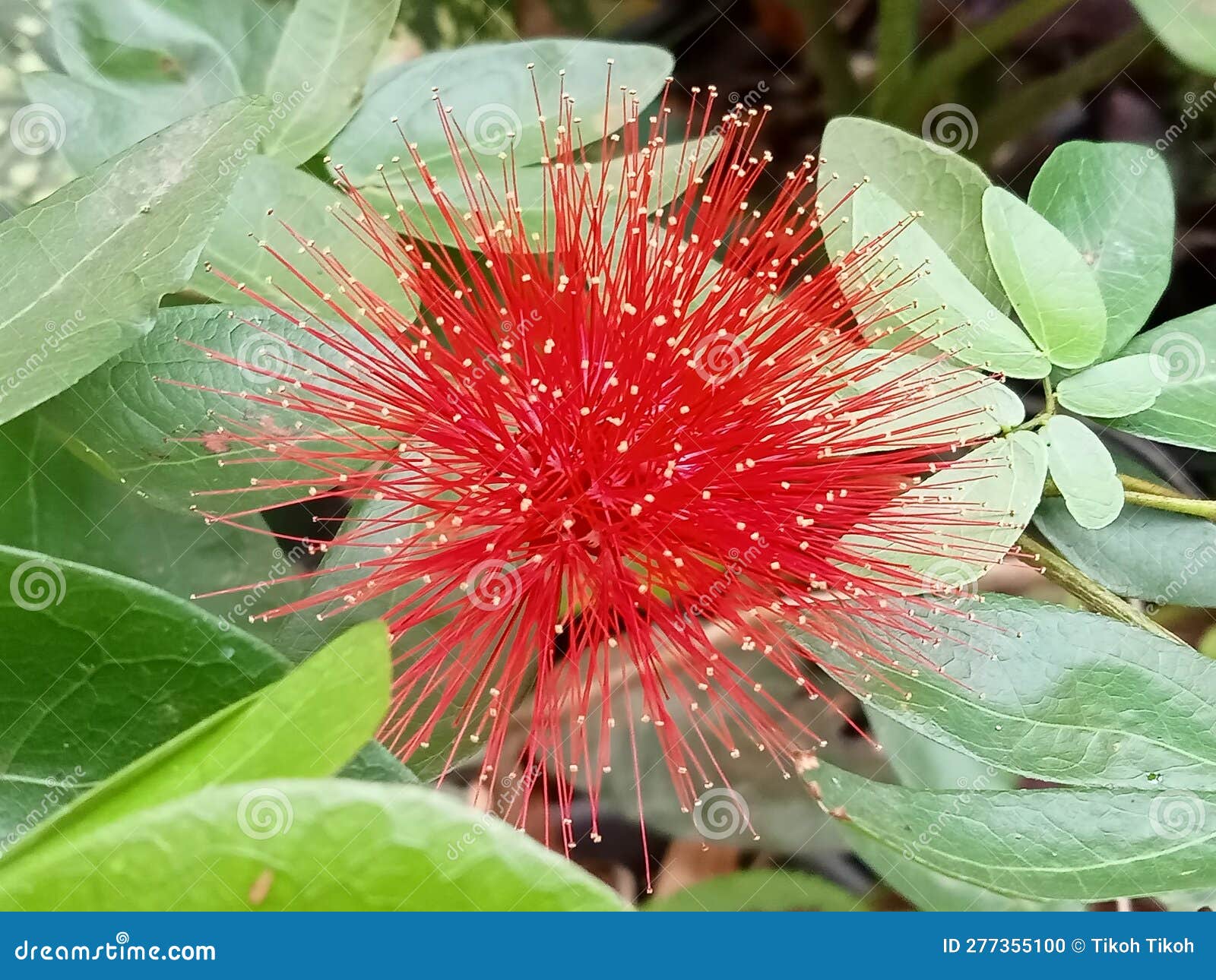 Calliandra Calothyrsus, Also Known As Red Calliandra Stock Photo ...