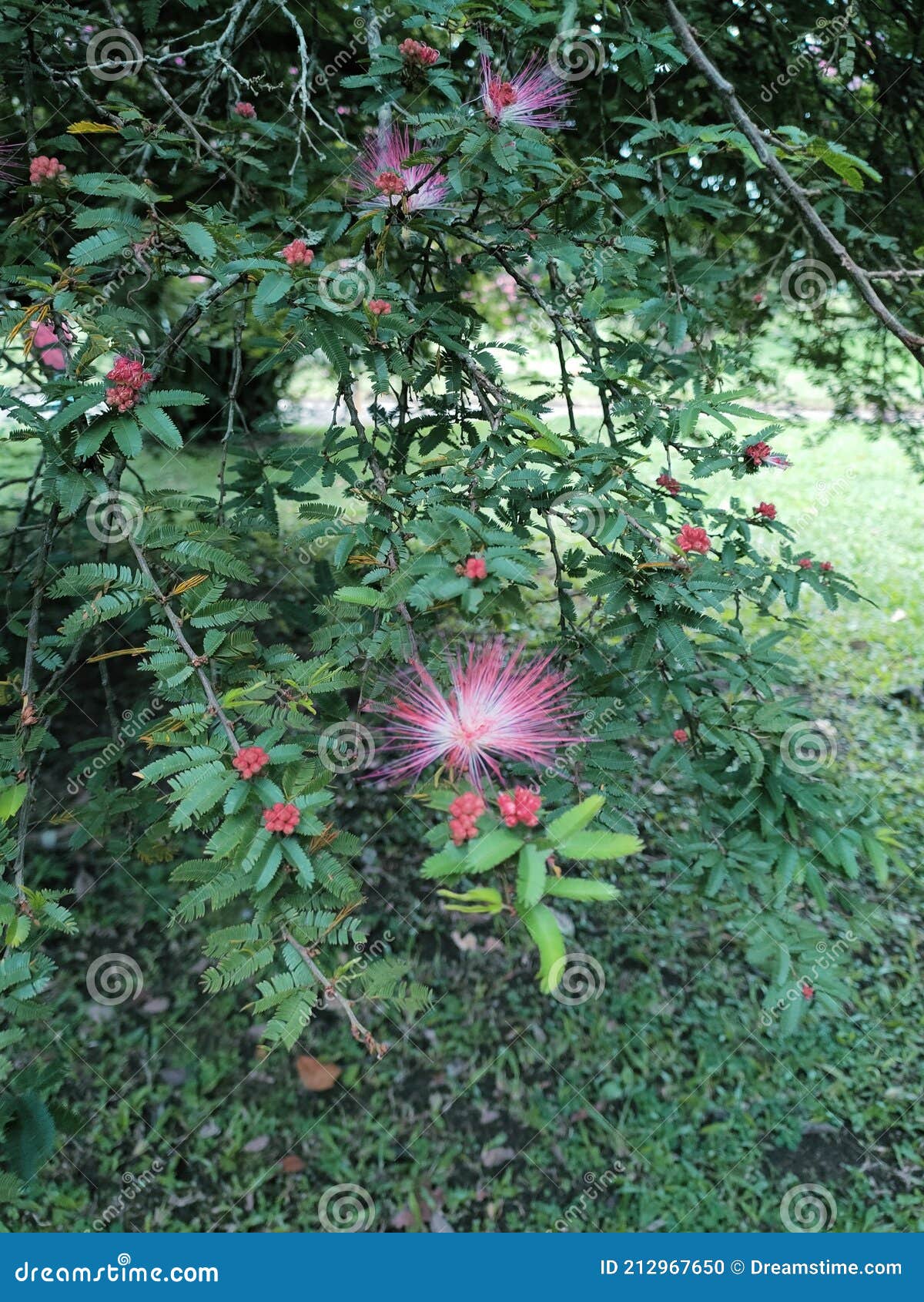 Calliandra Flower Trees in the Forest are Very Beautiful Stock Photo ...