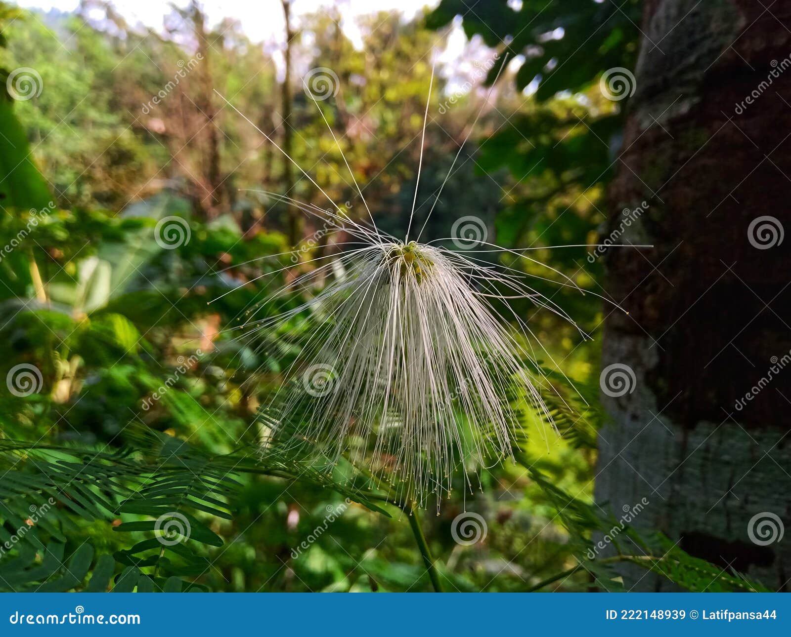 Calliandra flower stock image. Image of plants, medium - 222148939