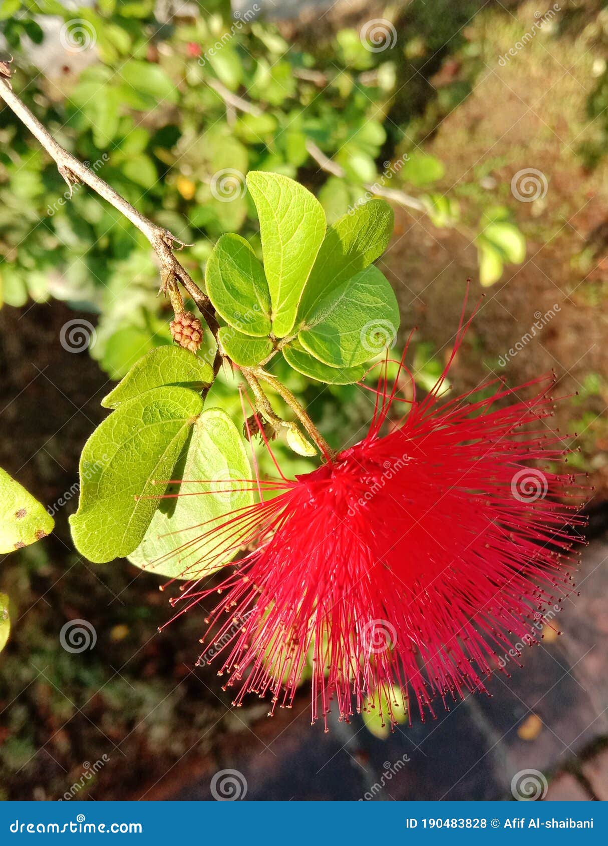 Calliandra Haematocephala Flower Stock Photo - Image of green, nature ...