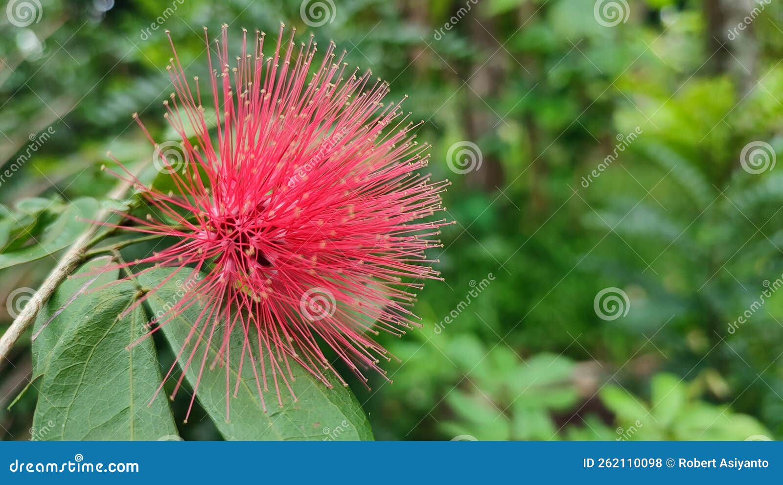 Calliandra Haematocephala Flower Stock Photo - Image of flora, food ...