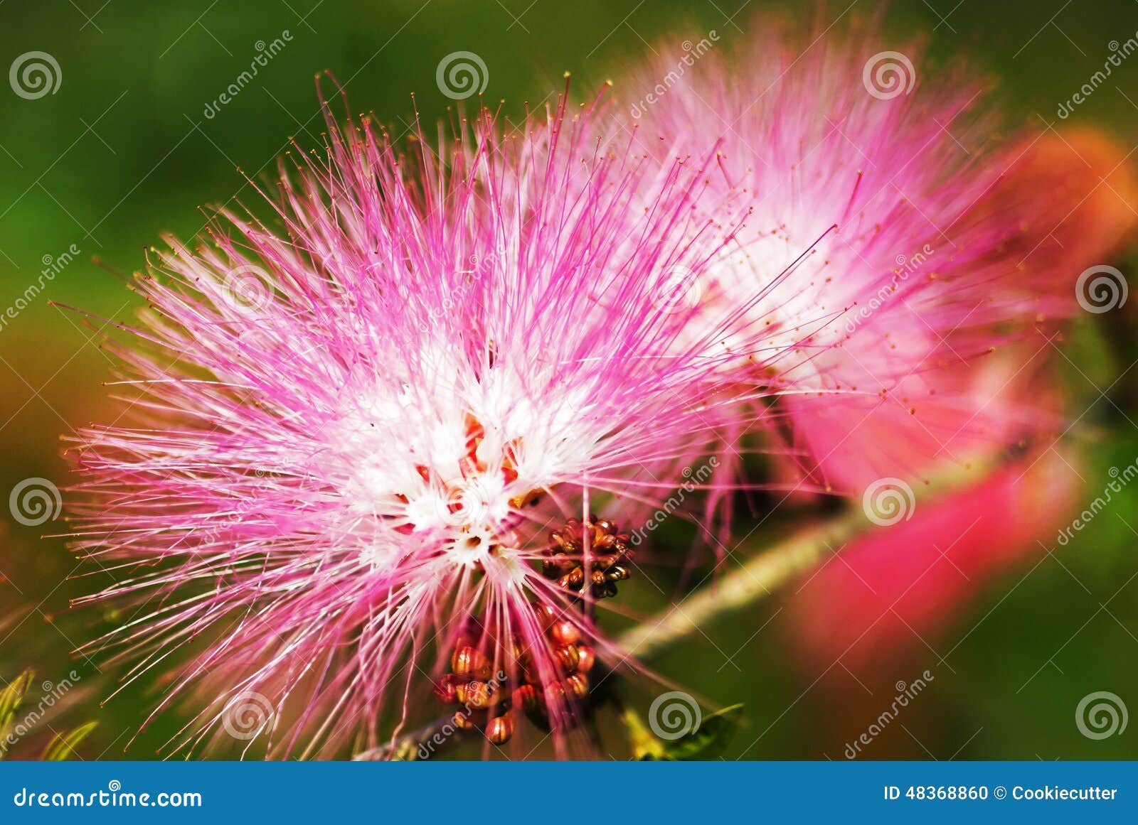 Calliandra haematocephala stock photo. Image of mist - 48368860