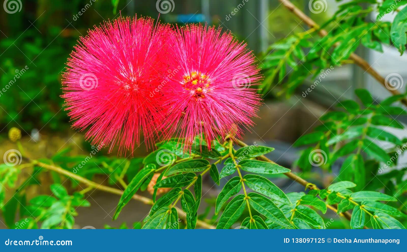 Calliandra haematocephala stock image. Image of botanical - 138097125