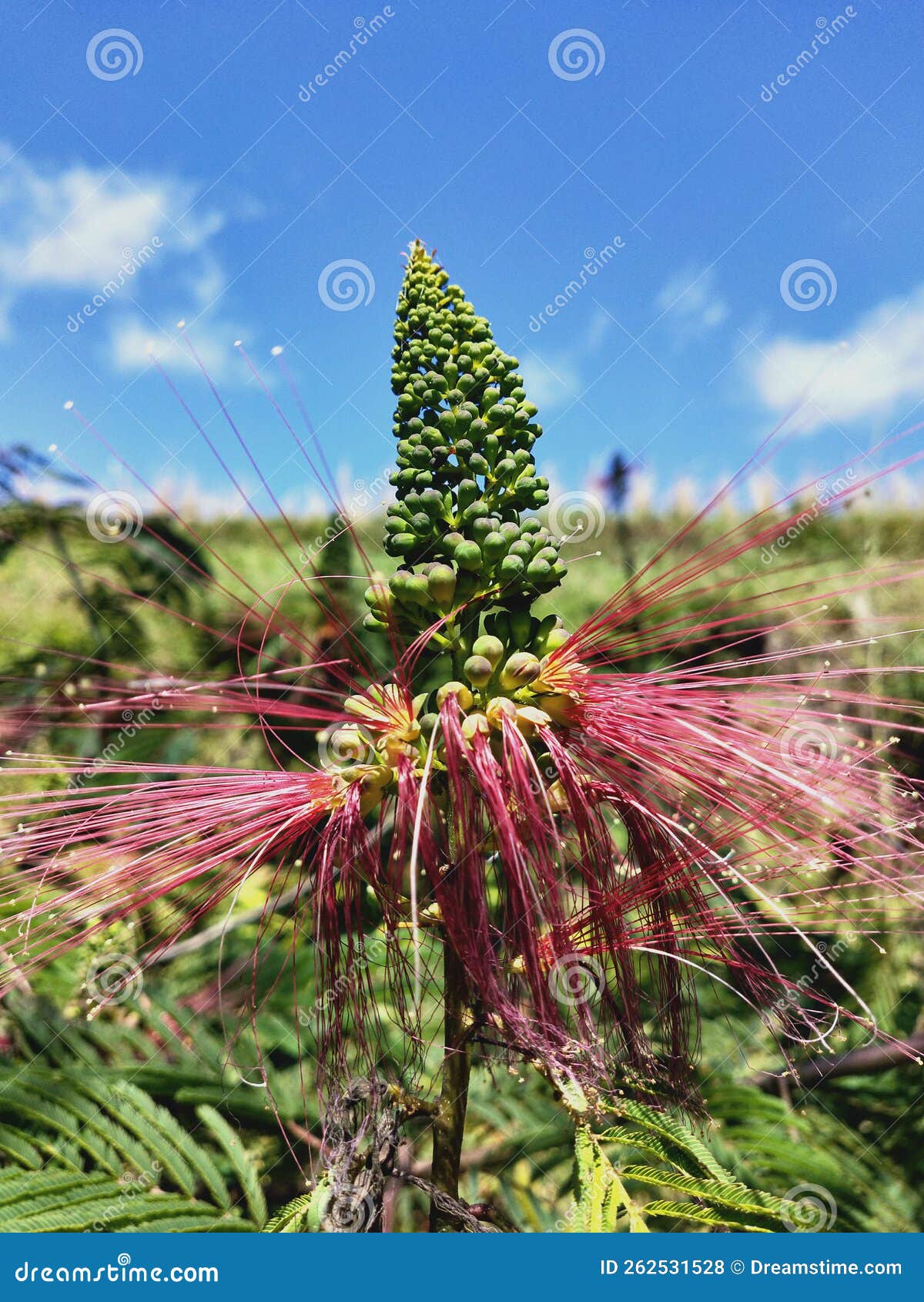 Calliandra Plants are Liked by Bees Stock Photo - Image of flower ...