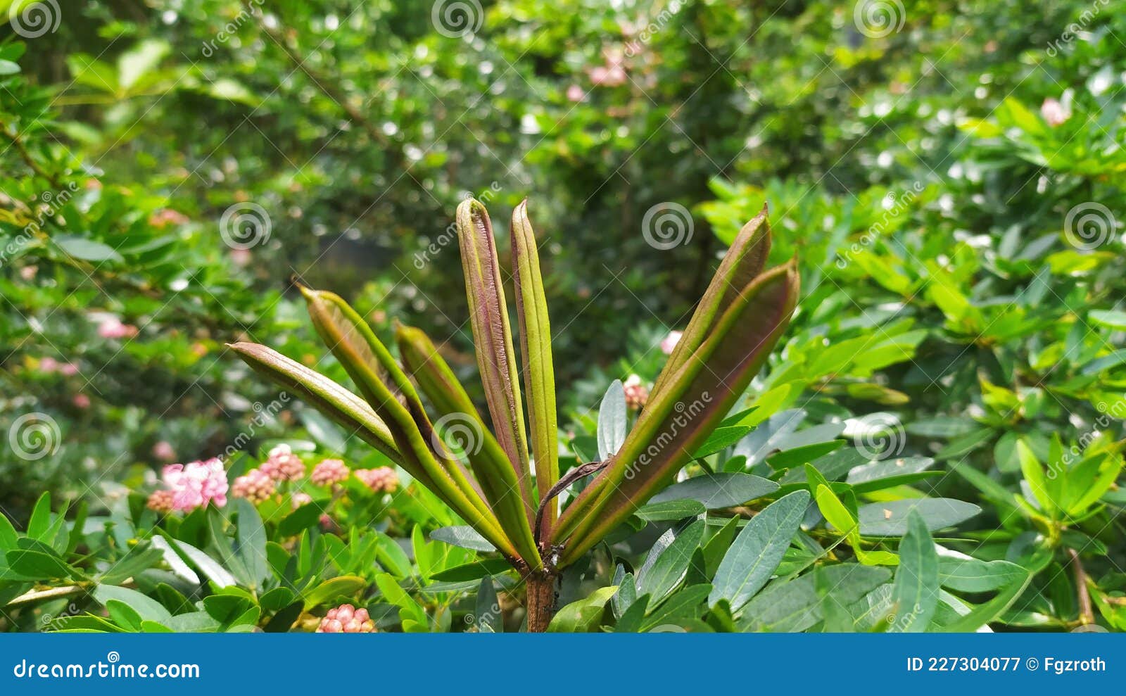 Calliandra Tree that is in Seed To Be Used As a Seed Stock Image ...