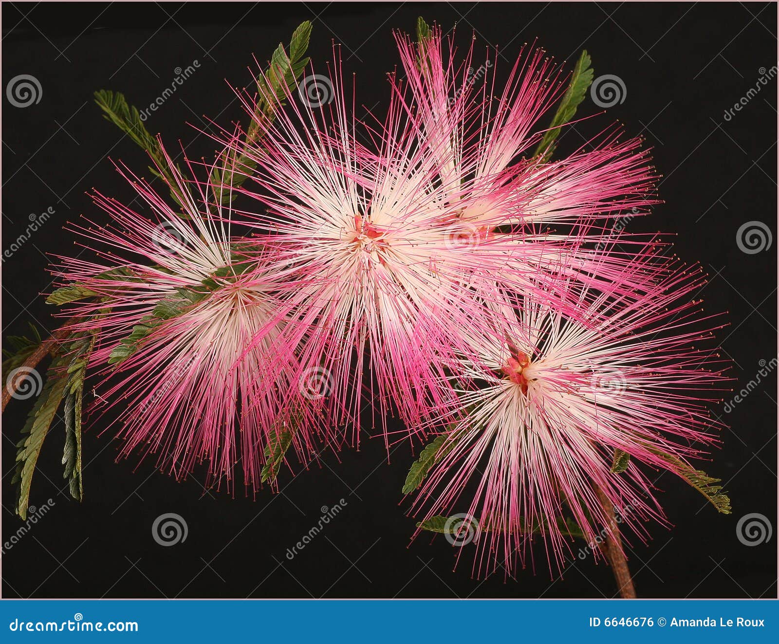 Calliandre Selloi Picture. Image: 6646676