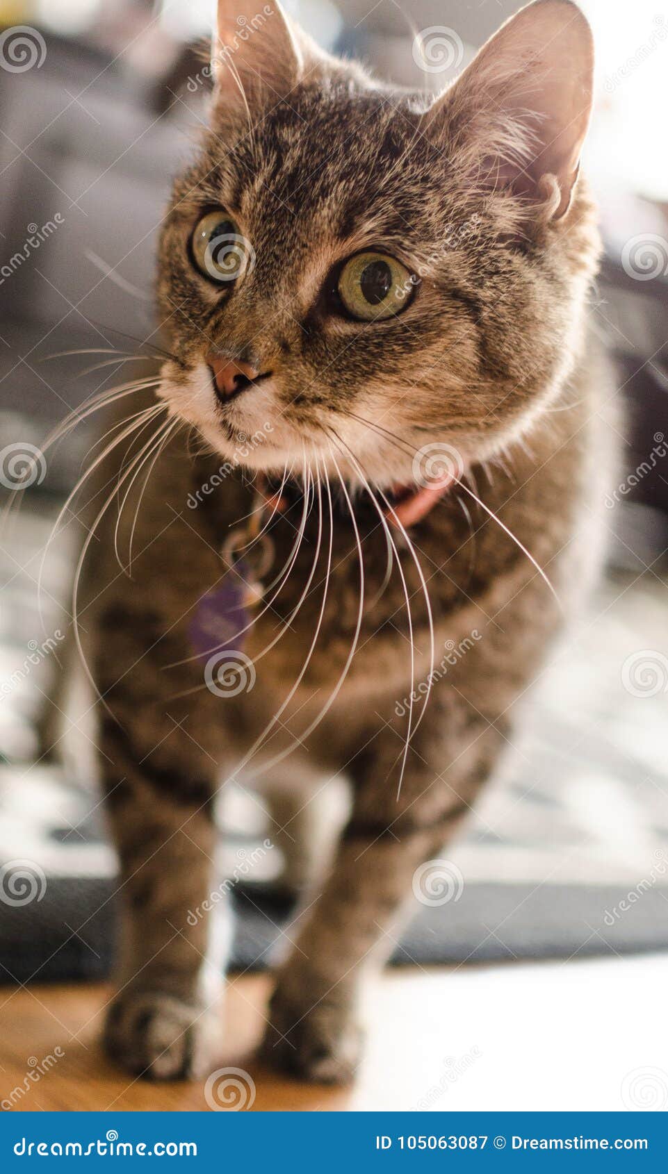 Callie the cat stock image. Image of house, brown, wiskers - 105063087