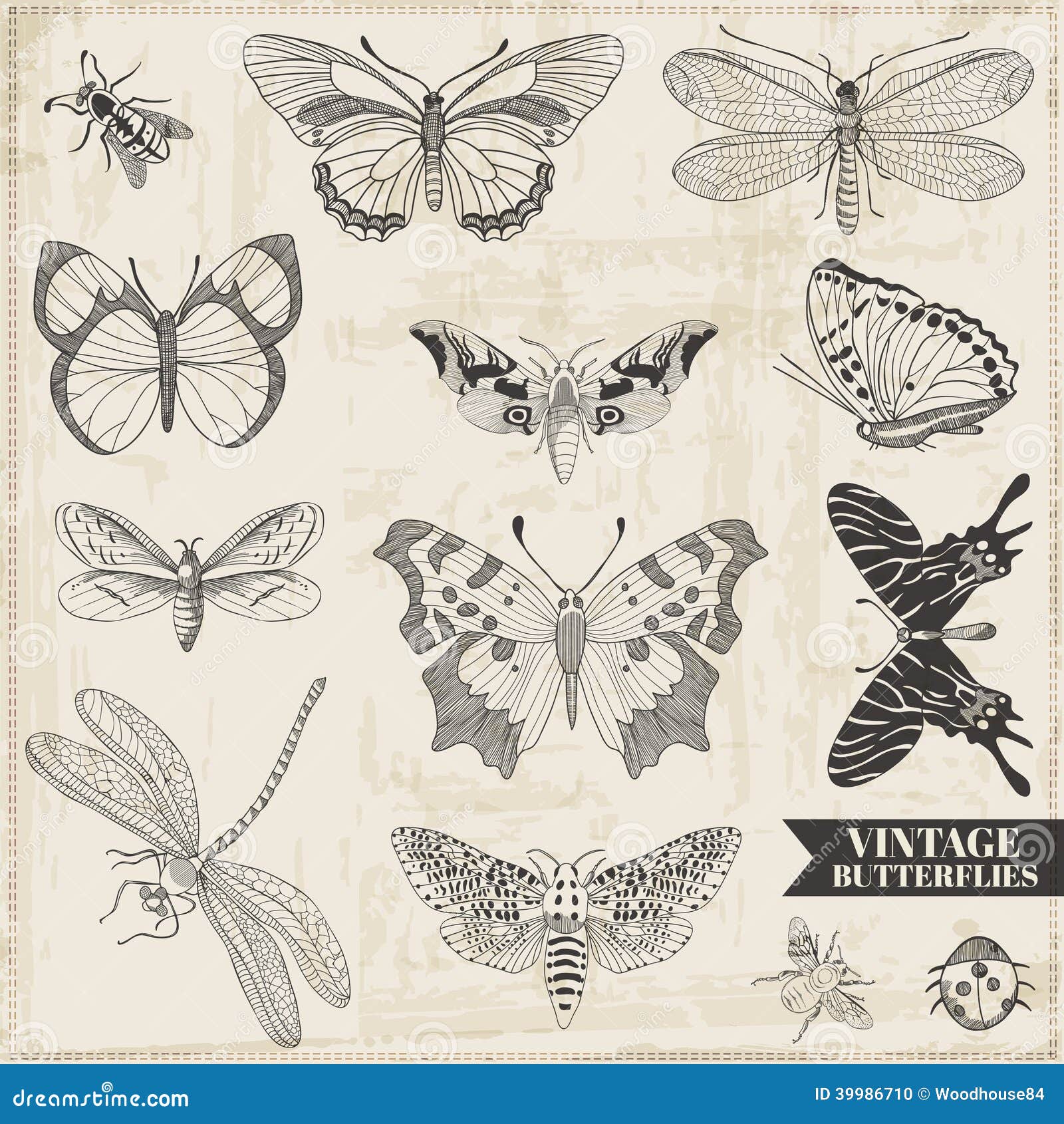 Calligraphic Butterflies Stock Illustrations – 297 Calligraphic ...