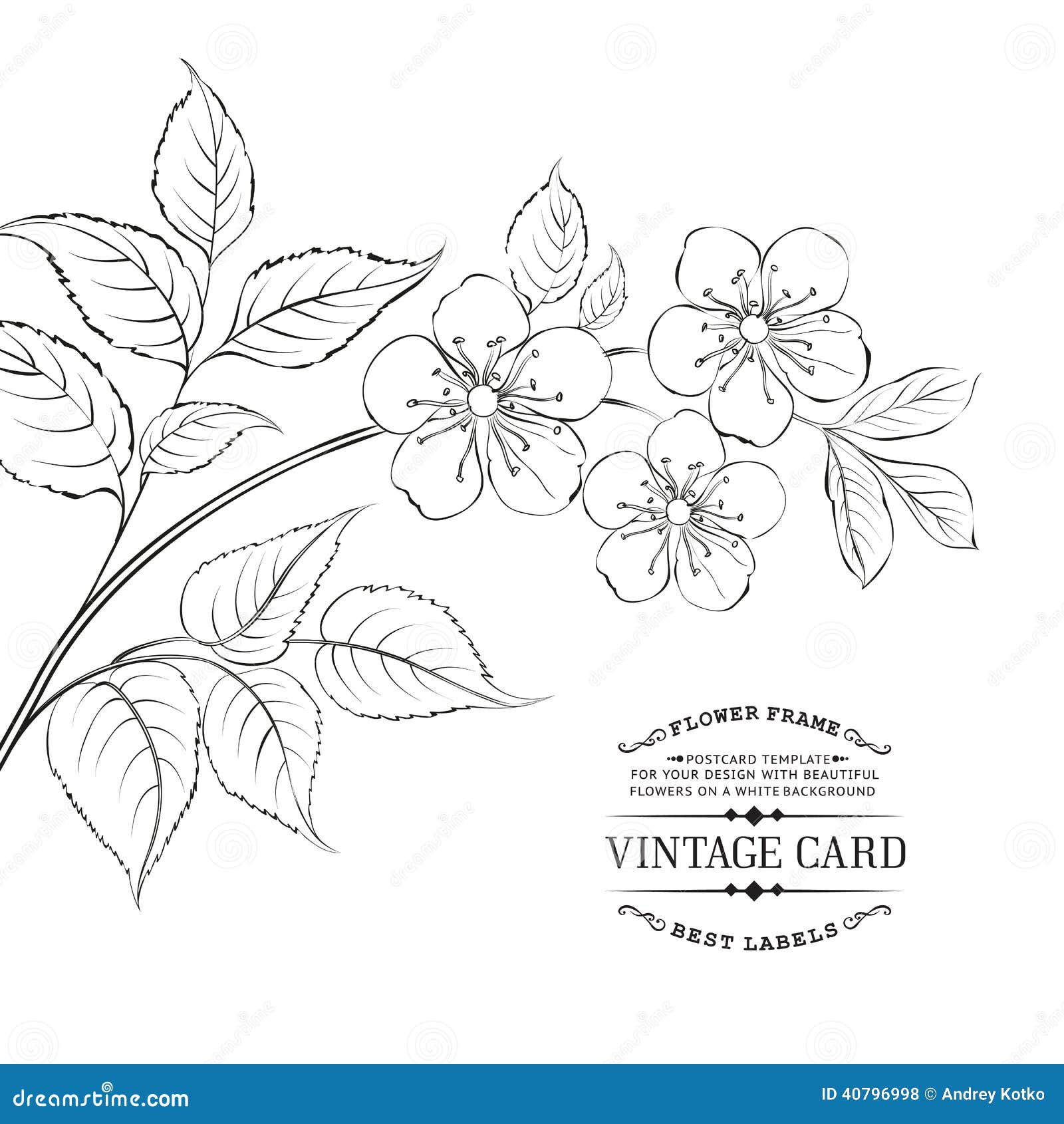 Calligraphy Cherry Blossom. Stock Vector - Illustration of petal ...