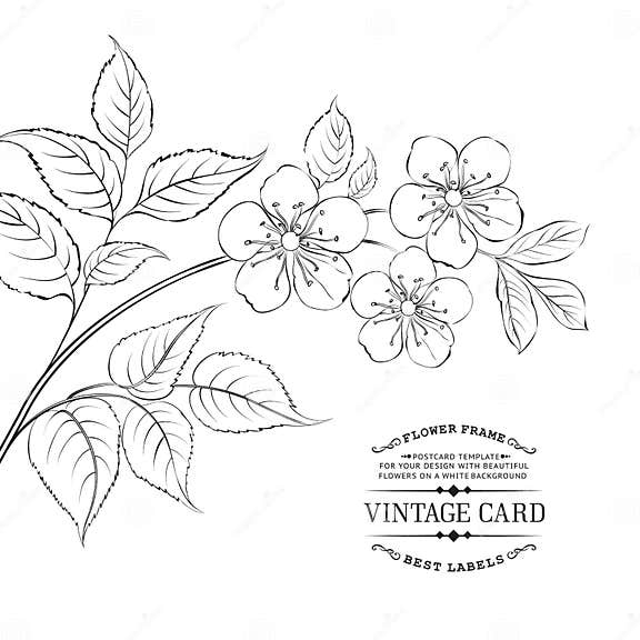 Calligraphy Cherry Blossom. Stock Vector - Illustration of petal ...