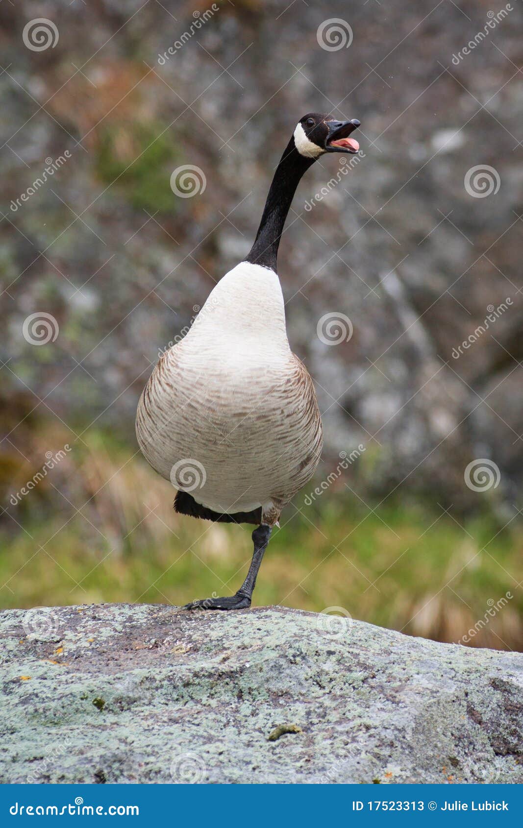 Calling Goose, Yellowstone National Park. Stock Image - Image of avian ...