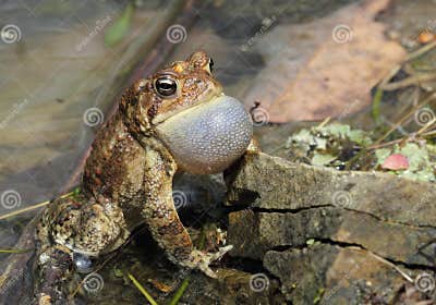 Calling Male American Toad stock photo. Image of amphibian - 19199002
