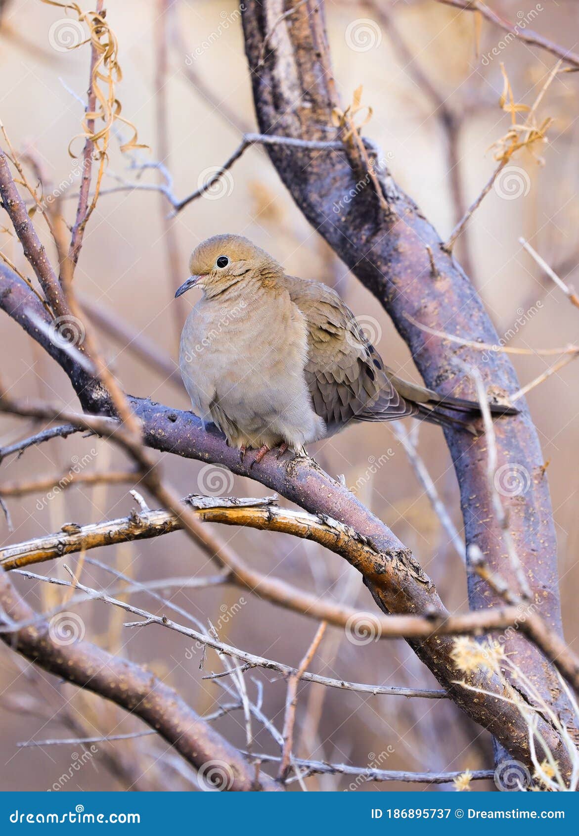 A calling mourning dove stock image. Image of doves - 186895737
