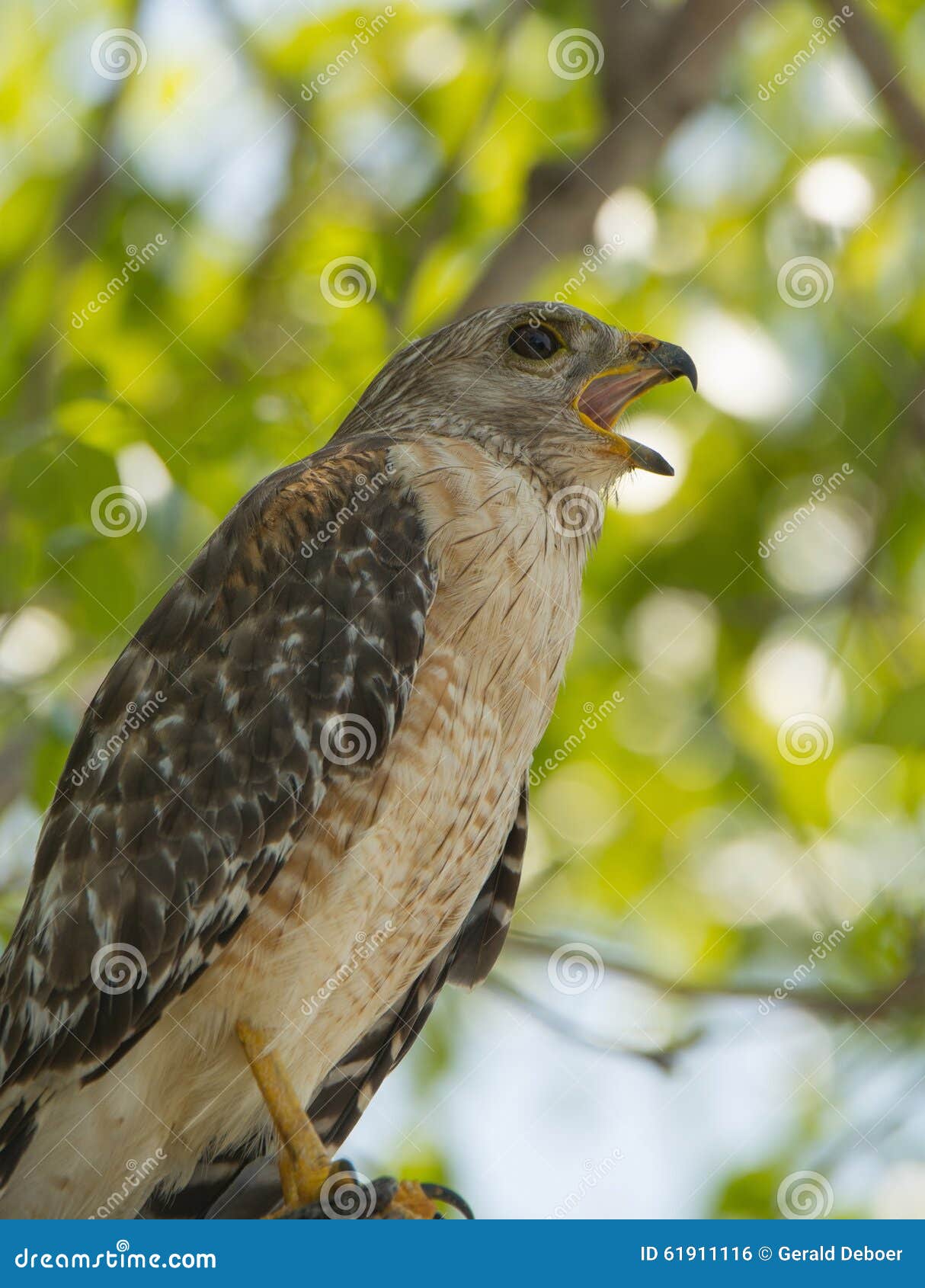 Calling Red-shouldered Hawk Stock Photo - Image of birdwatching ...