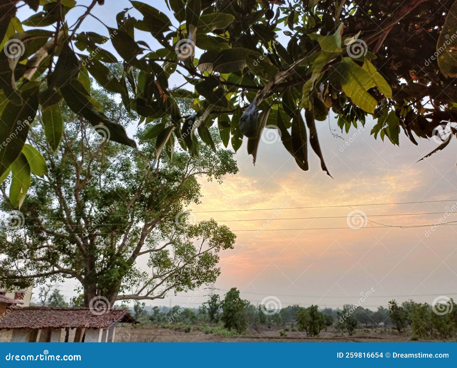 Calling to Who are Mosam stock photo. Image of branch - 259816654