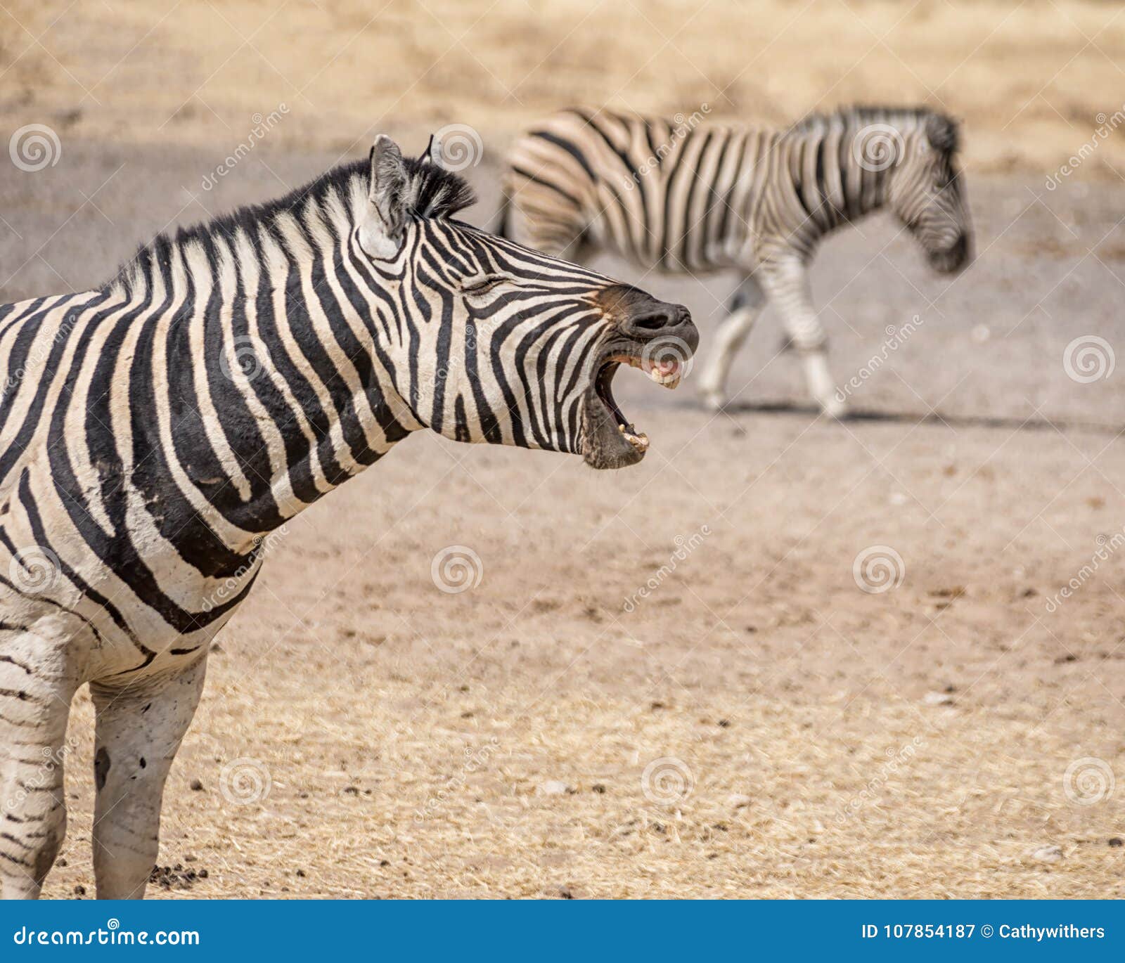 Calling Zebra stock image. Image of striped, black, mouth - 107854187